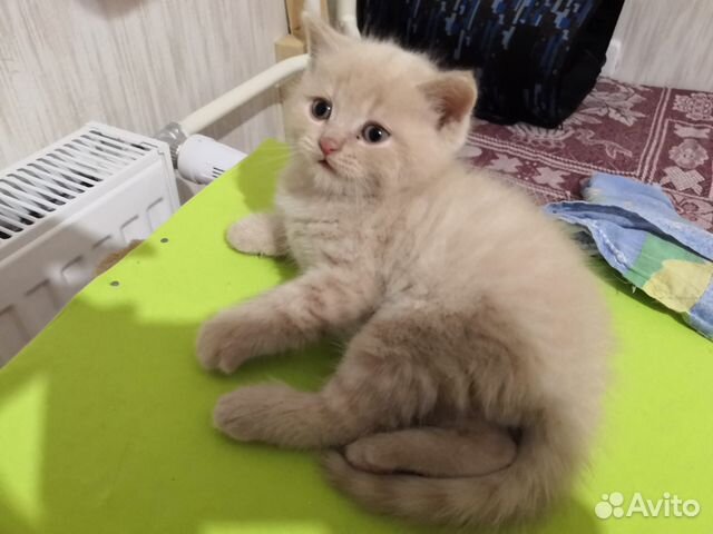 Британские котята