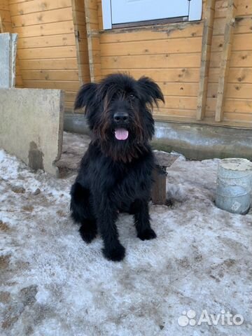 Кобель помесь ризеншнауцера