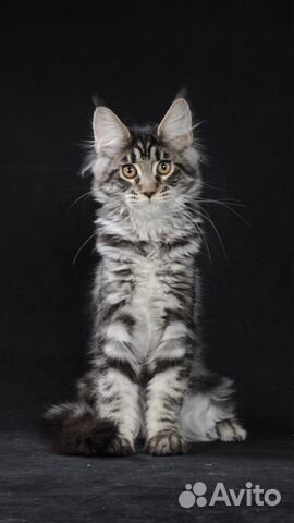 Котёнок Мейн-кун