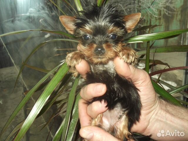 Любимчики для вас И ваших любимых