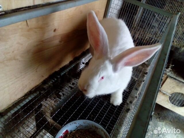 Сельхоз животные