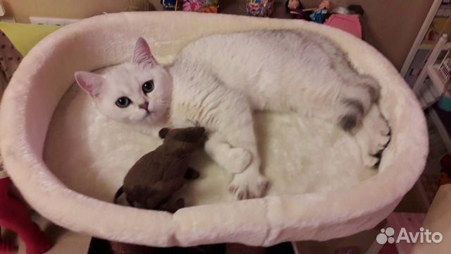 Шотландские мальчики