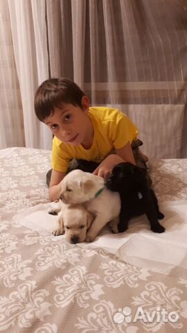Щенки породы Лабрадор