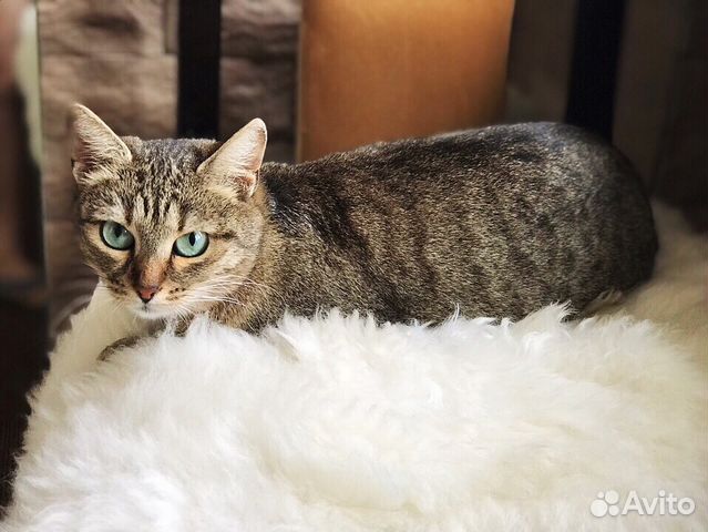 Ласковая, добрая кошечка Челси ищет дом