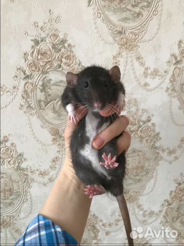 2 крыски дамбо