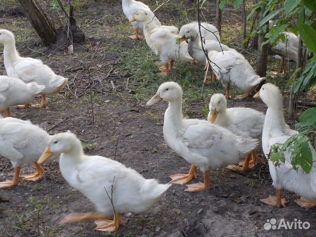 Продаю индоутят, утят, перепелят, ия индоутки