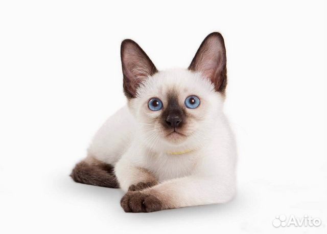 Тайские котята. Продам котенка