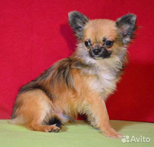 Миниатюрный мальчик очаровашка чихуахуа д-ш