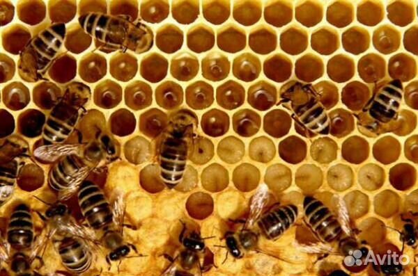 Пчёлы, пчелопакеты