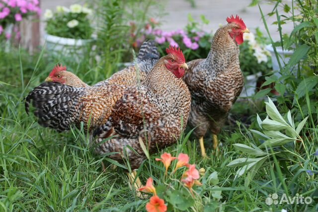 Семьи Барбёзьё, брессгальскик