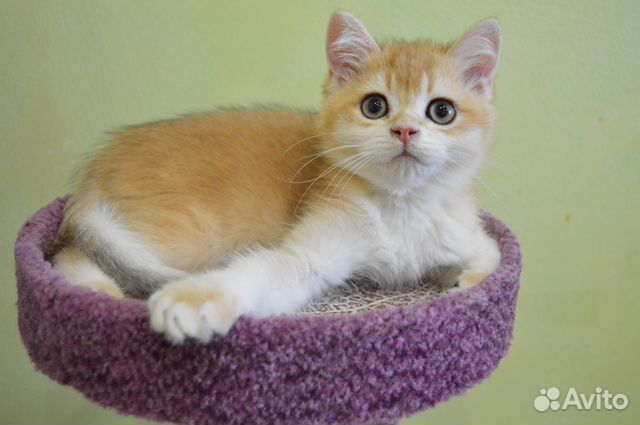 Котик-лисенок