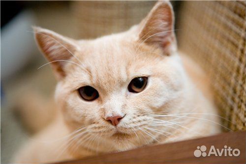 Британские кошки и кот в дар