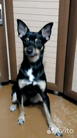 Той- терьер