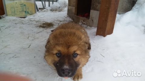 Отдается кутенок в хорошие руки