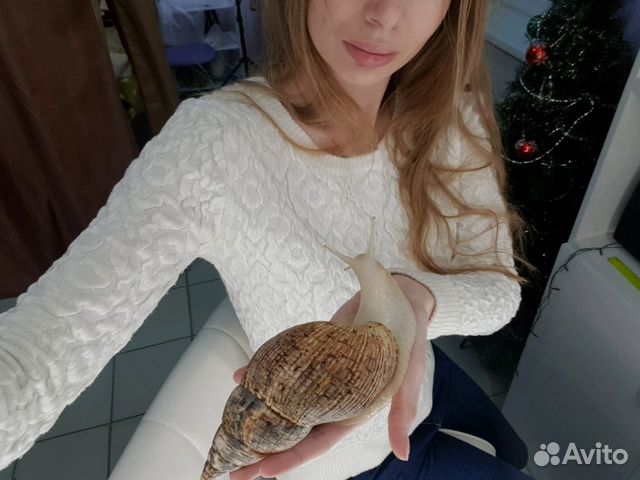Продам улиток Ахатин