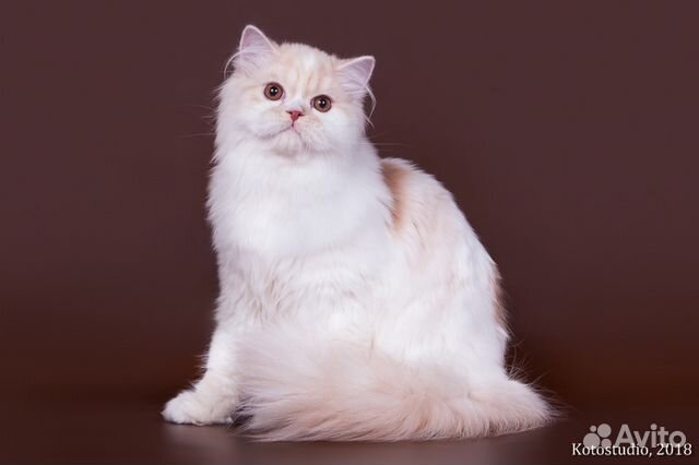 Котик для выставок