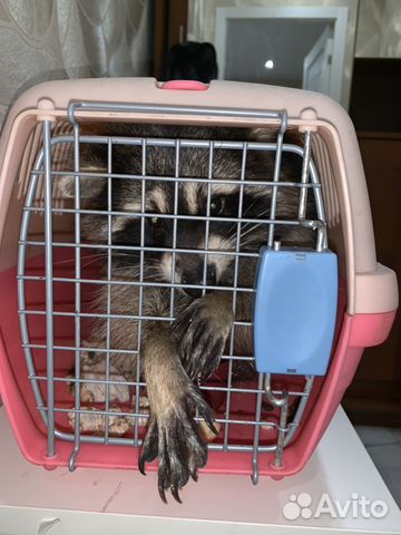 Енот-поласкун