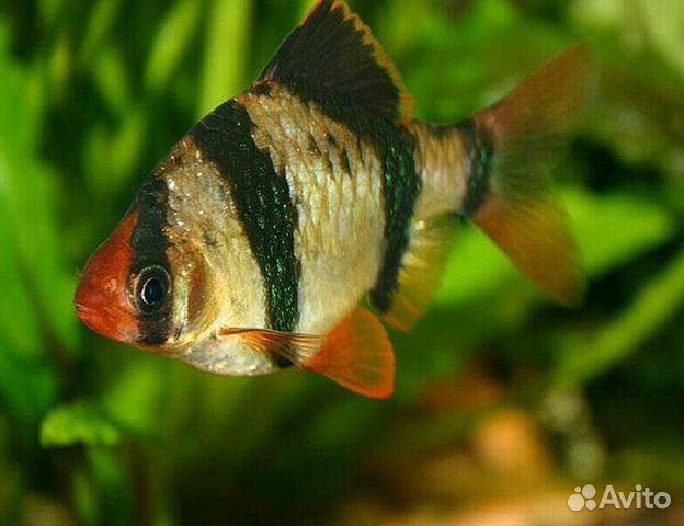 Барбус полосатый