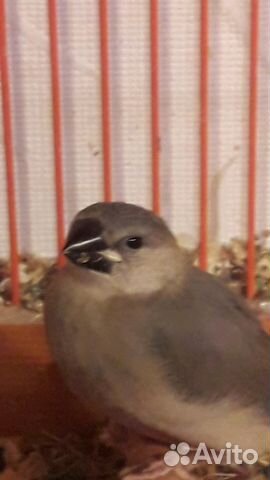 Птенцы рисовой амадины