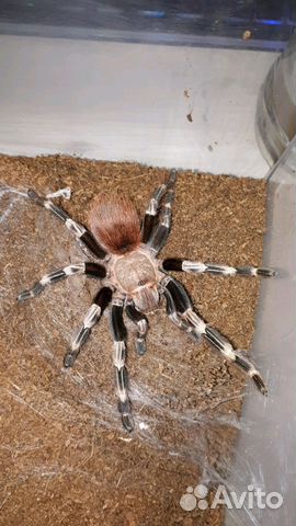 Паук птицеед Nhandu chromatus