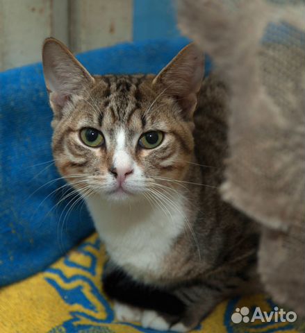 Полосатый с пятнами котик-подросток Михин