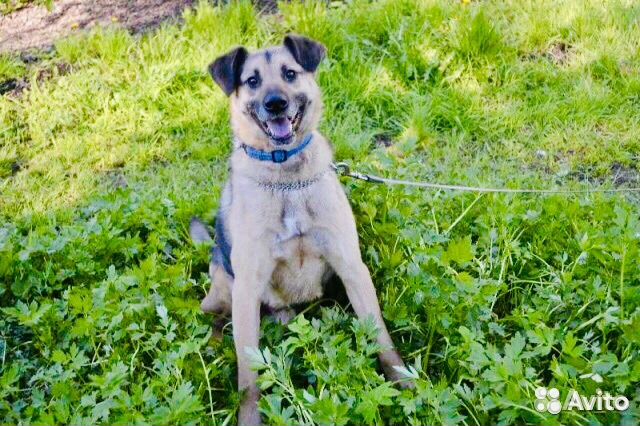 В добрые руки