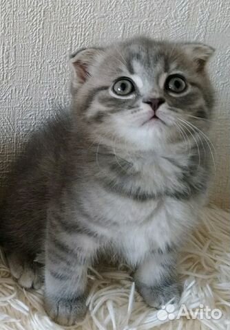 Котёнок шотландский скоттиш-фолд