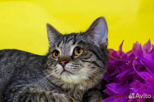 Котенок Бася ищет дом