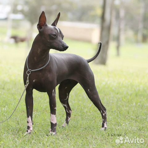 Продам щенков породы