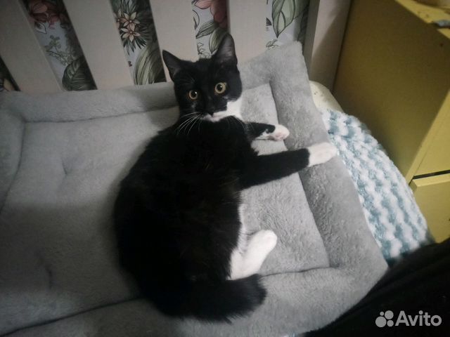 Кошечка 5 месяцев