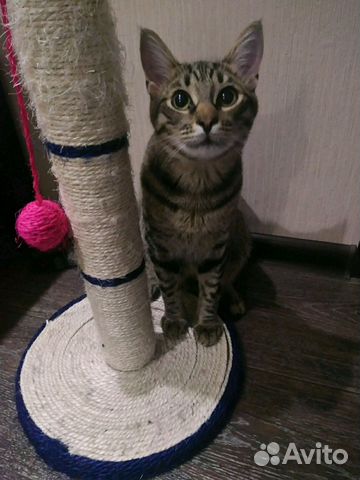 Котик 11 мес, кастрирован, имеется ветеринарный па