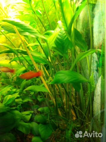 Аквариумные растения