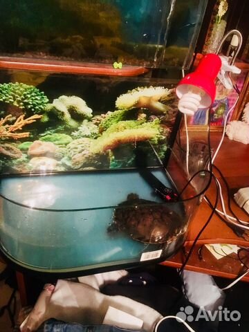 Террариум с мостиком, черепахой, обогревателям