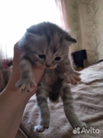 Отдам котят