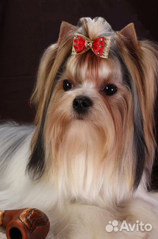 Красавец Титулованный Бивер.Вязка