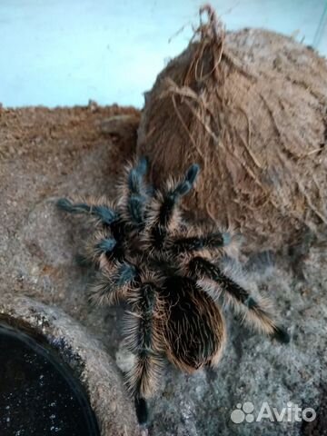 Паук птицеед