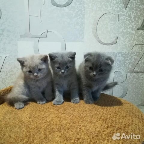 Продам шотландких котят