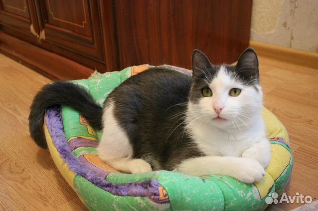 Гаврюша, молодой котик