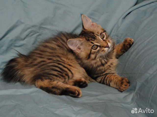 Девочка Курильского бобтейла