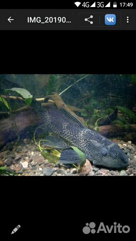 Плекостомус