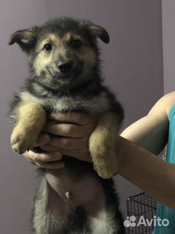 Пушистый охранник