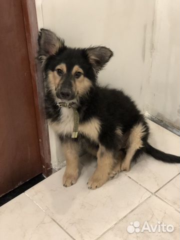 Очаровательный Бублик