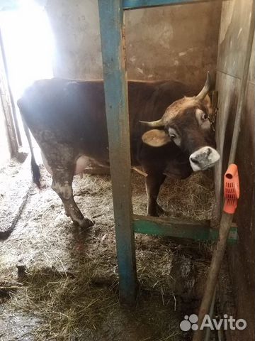 Корова швидка,теленок, бычок