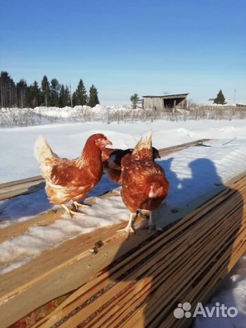 Курица несушка молодка