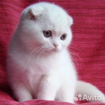 Элита