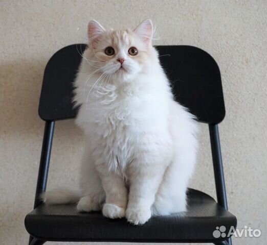 Шотландский очаровательный котик
