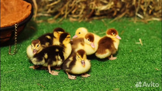 Индоутята суточные и подрощенные