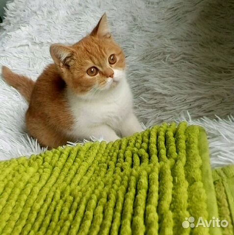 Супер кошка