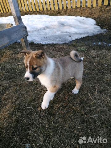 Лайка западно-сибирская