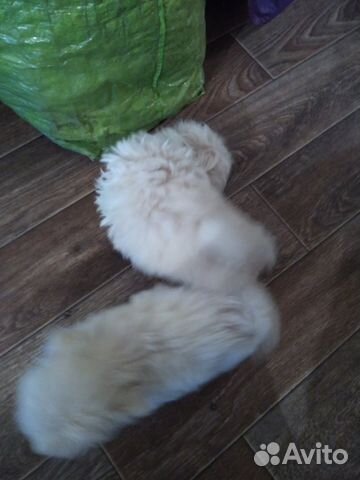 Продам щенят